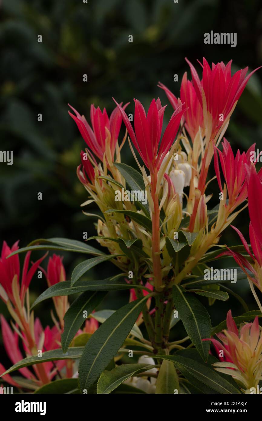 Fire lily hi-res stock photography and images - Alamy