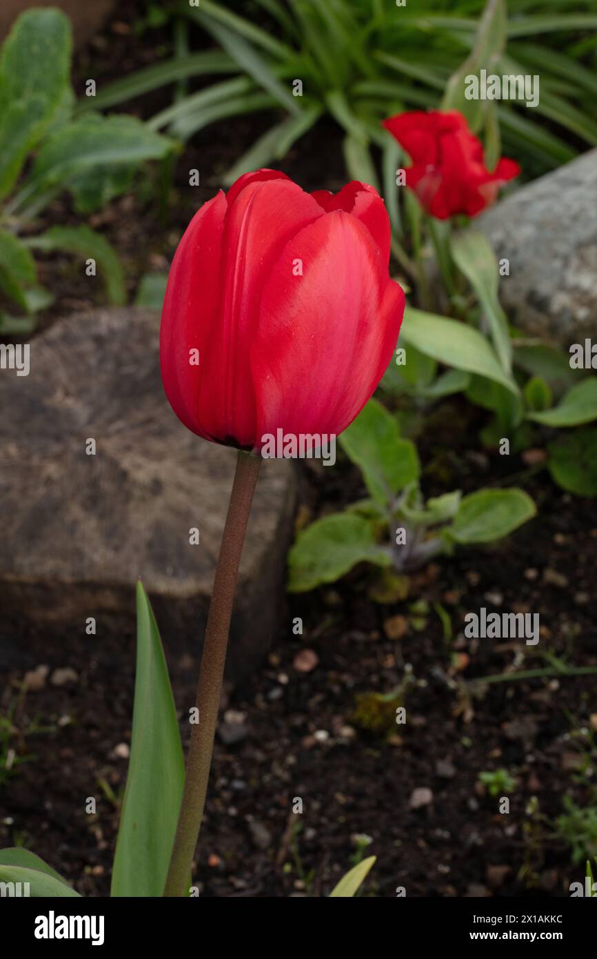 Single red spring tulip in garden setting with rocks, soil and ...
