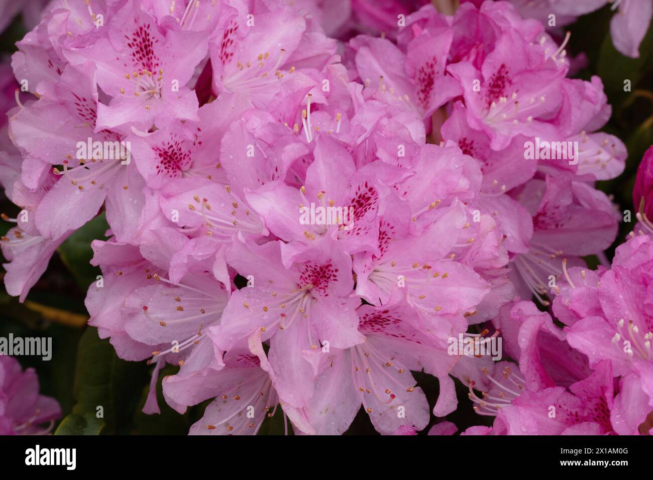 Detailed close up of clusters of flowers from the pink flowering garden ...