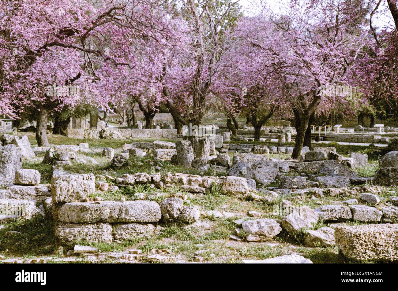 Greek judas tree hi-res stock photography and images - Alamy