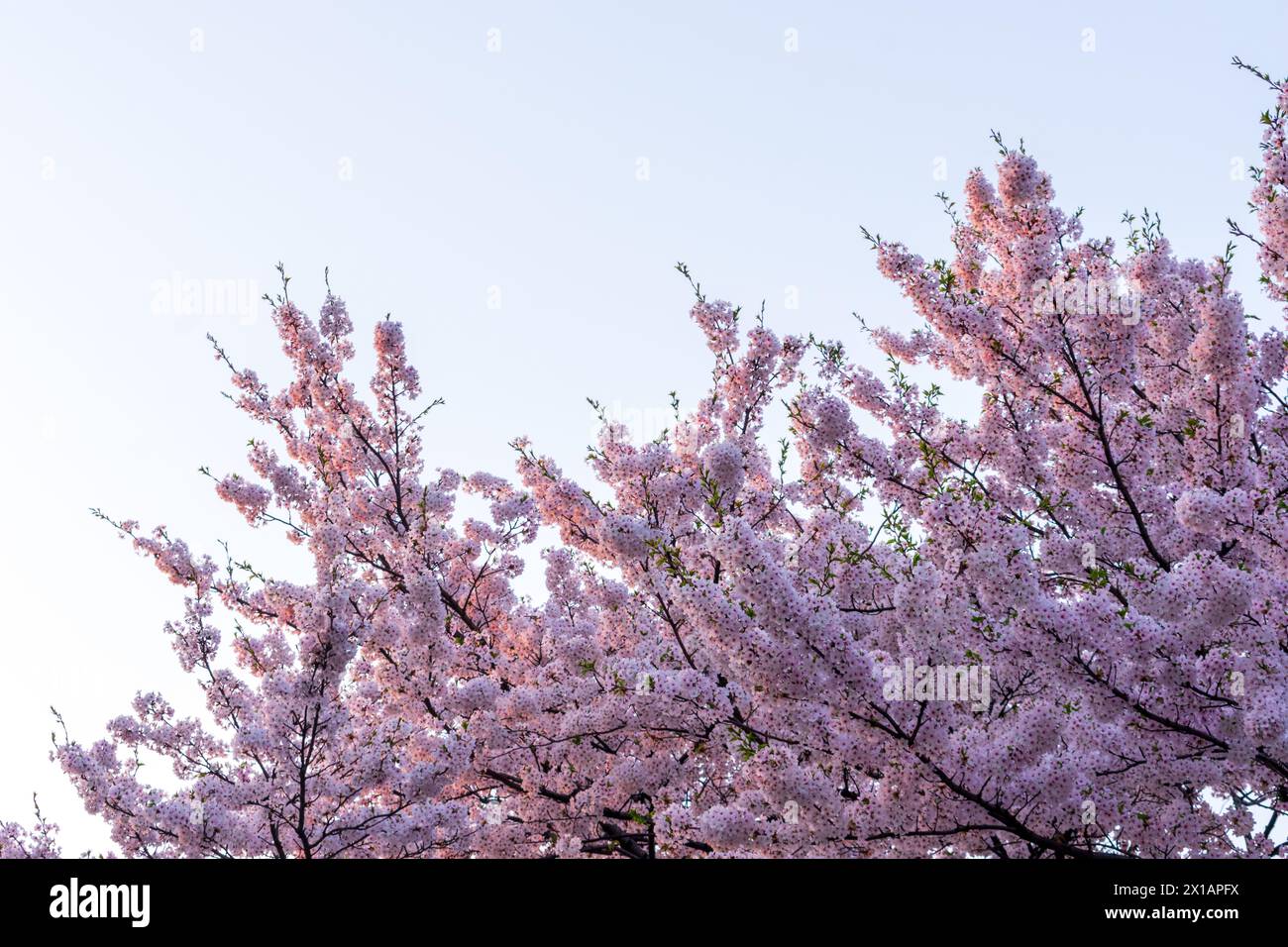 Full Bloom Cherry Blossoms In Kanazawa Japan Stock Photo Alamy
