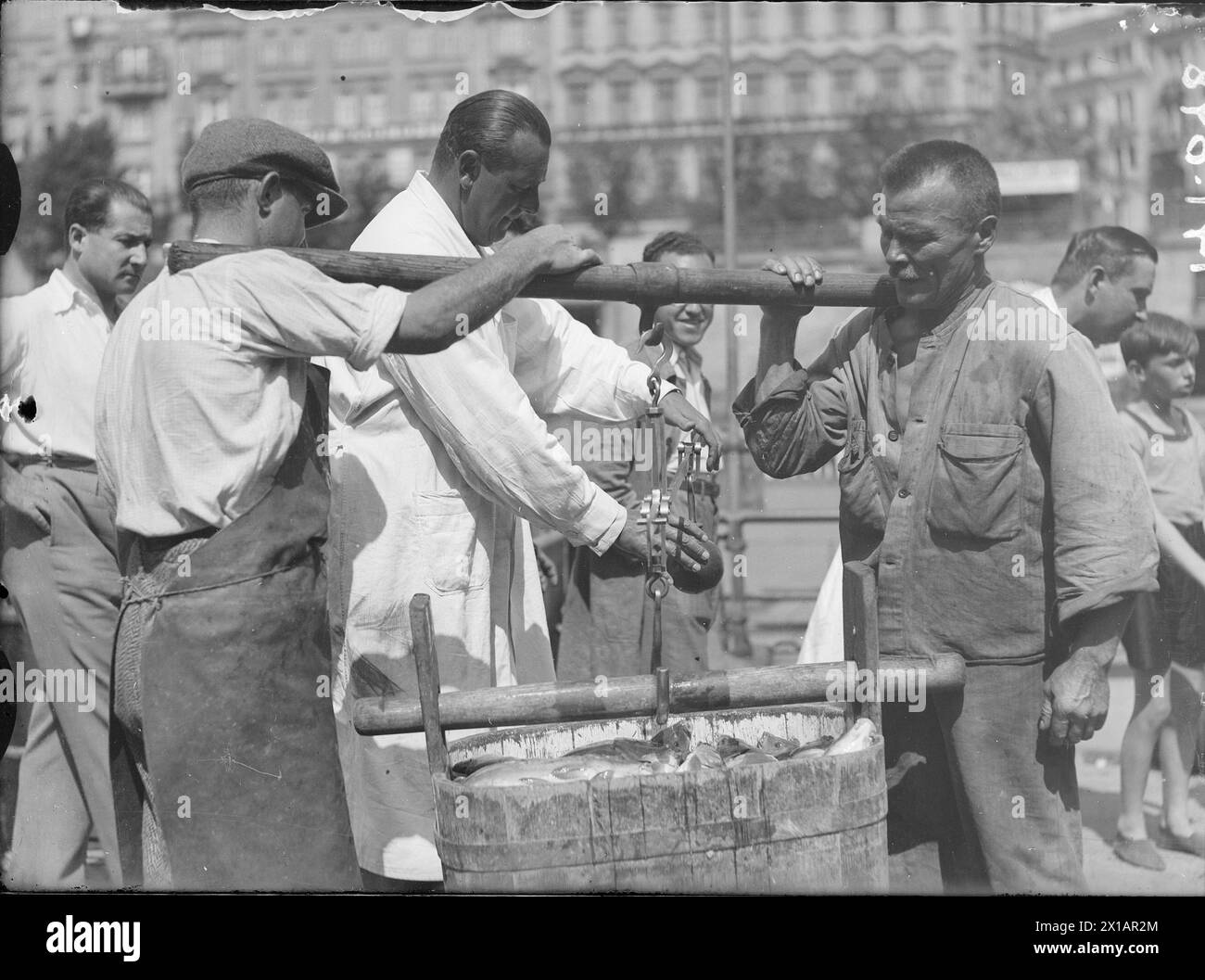 Vienna 1, Danube Canal, municipal fish market: weighing of a Fischbutte ...
