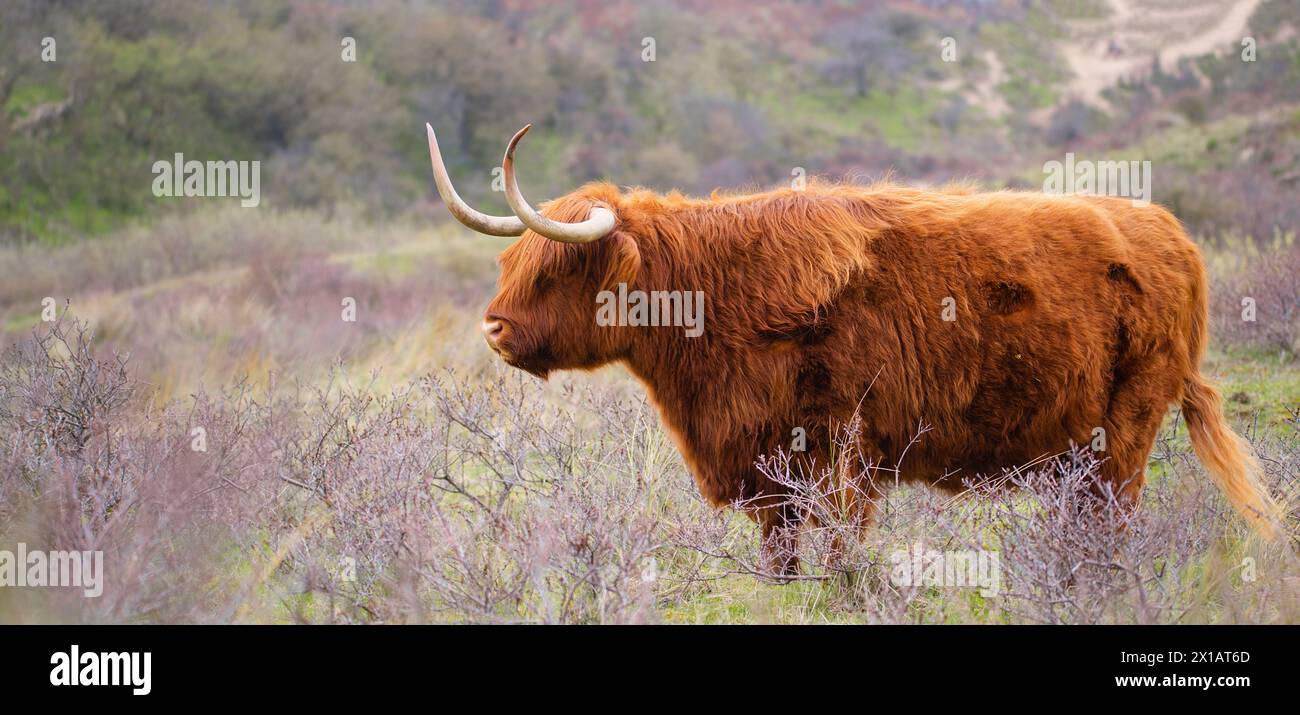 Scottish highland cattle, cow in the countryside, bull with horns on a ...