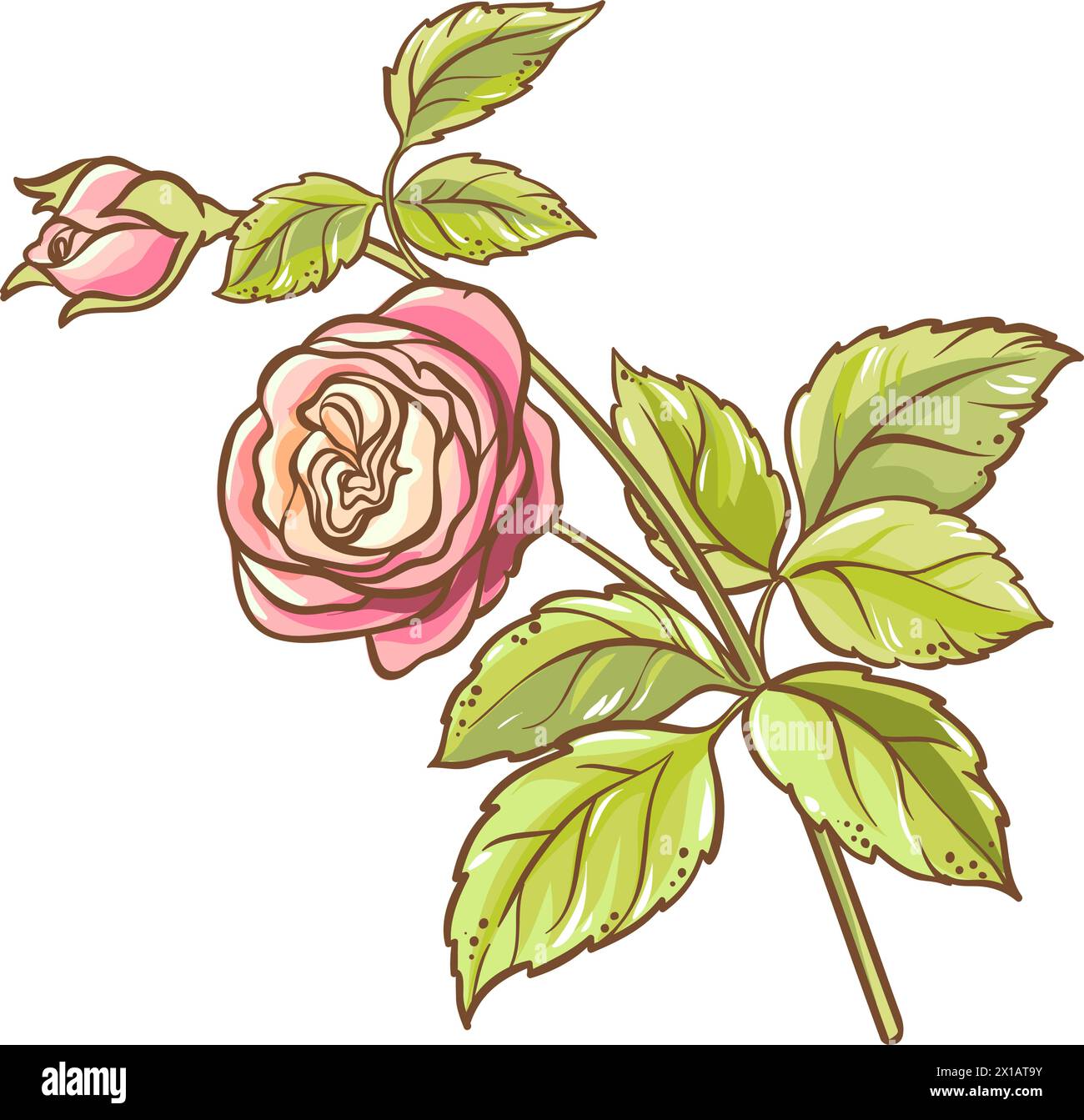 Rose Branch Colored Detailed Illustration Stock Vector Image & Art - Alamy