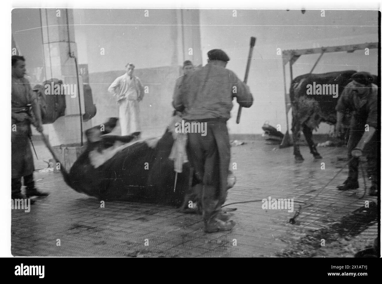 In the Wehrmacht cattle slaughtery, French slaughter staff with cool ...
