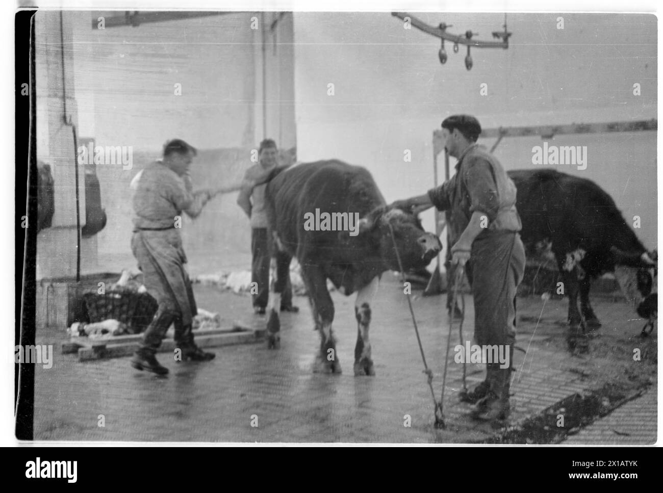 Men during of the preparation the animal slaughtering, French slaughter ...