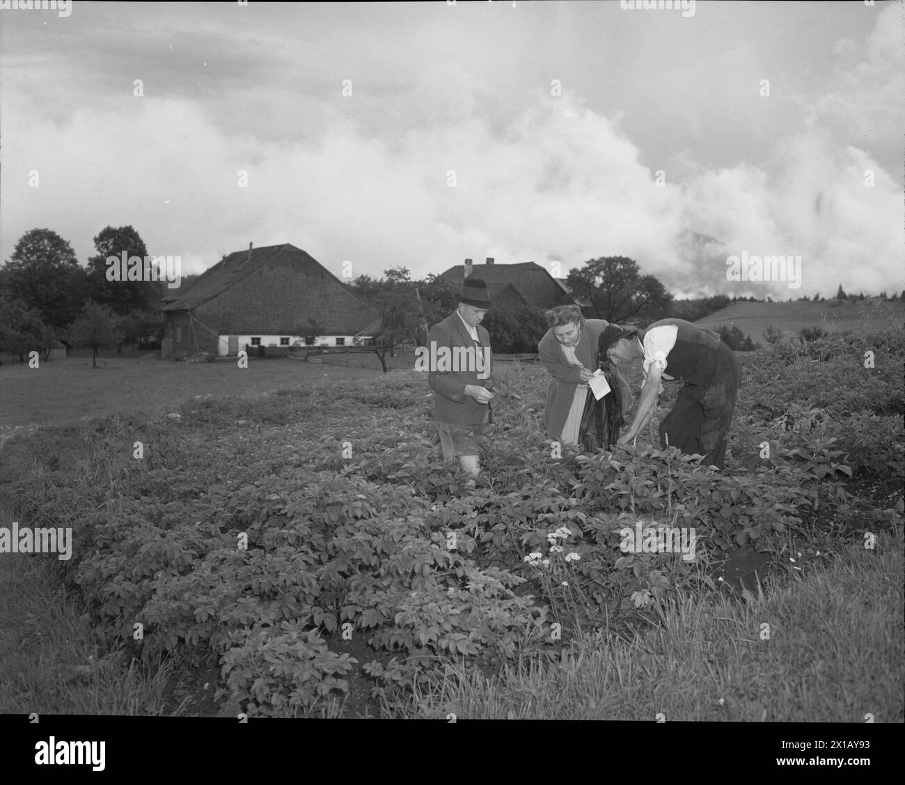 Potato field, ready for harvesting fields in the of Salzburg, where ...
