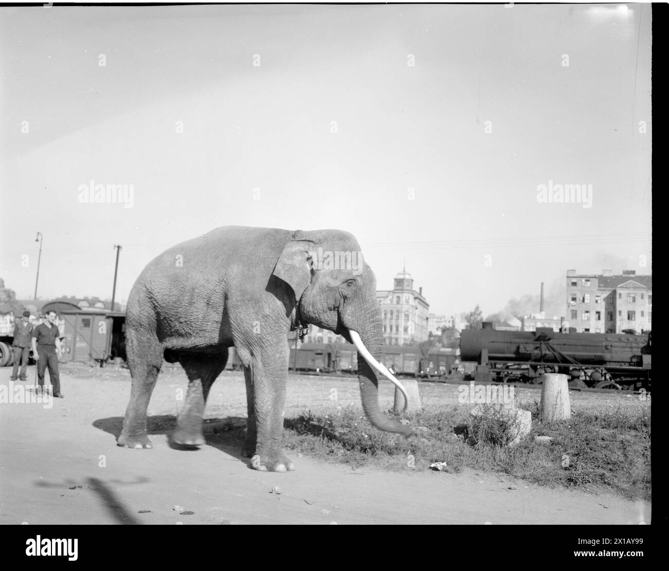 Black and white elephant photos hi-res stock photography and images - Alamy