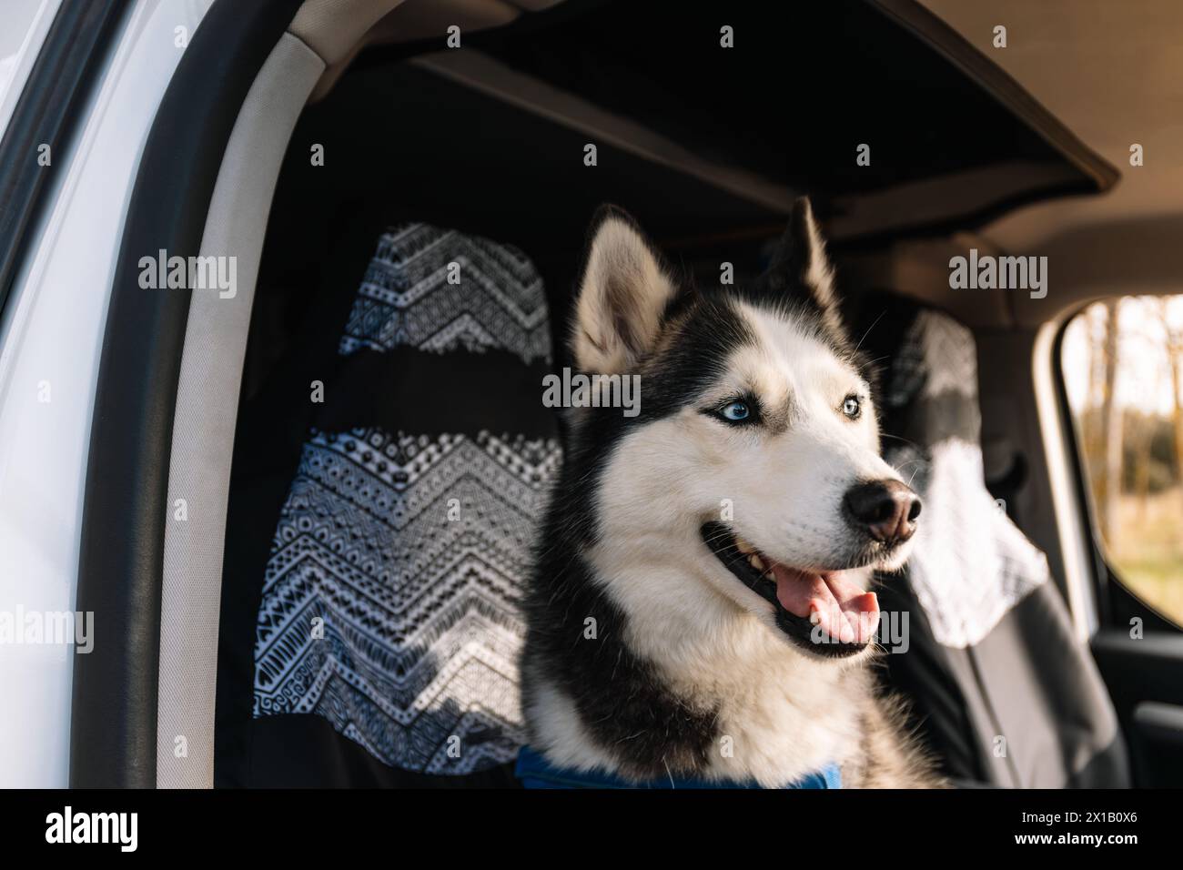 Horizontal photo black and white Siberian Husky with striking blue eyes ...
