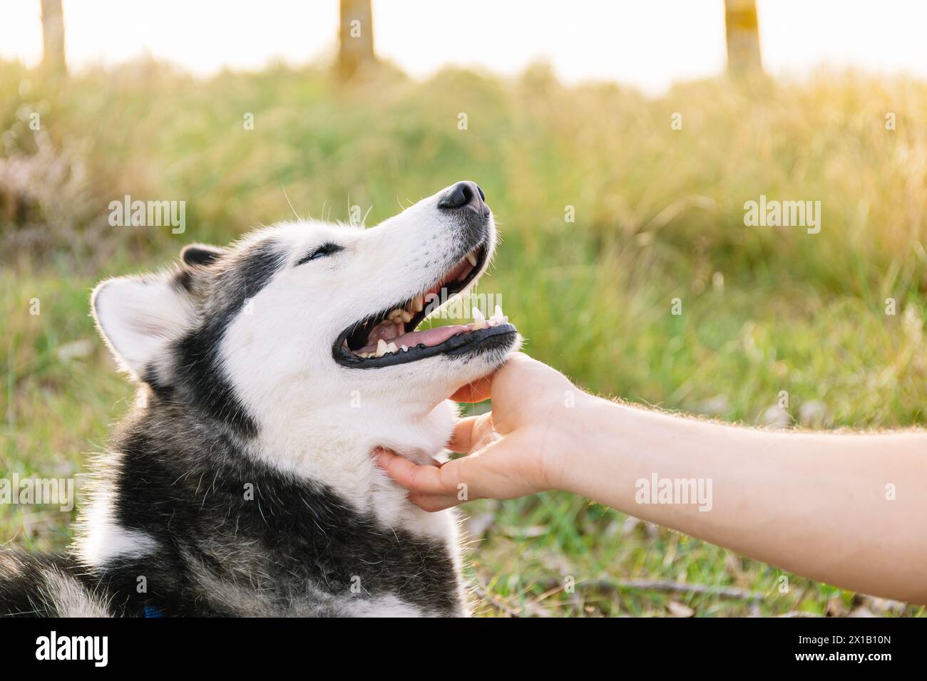 Horizontal photo a sun-kissed Siberian Husky relishes a loving chin ...
