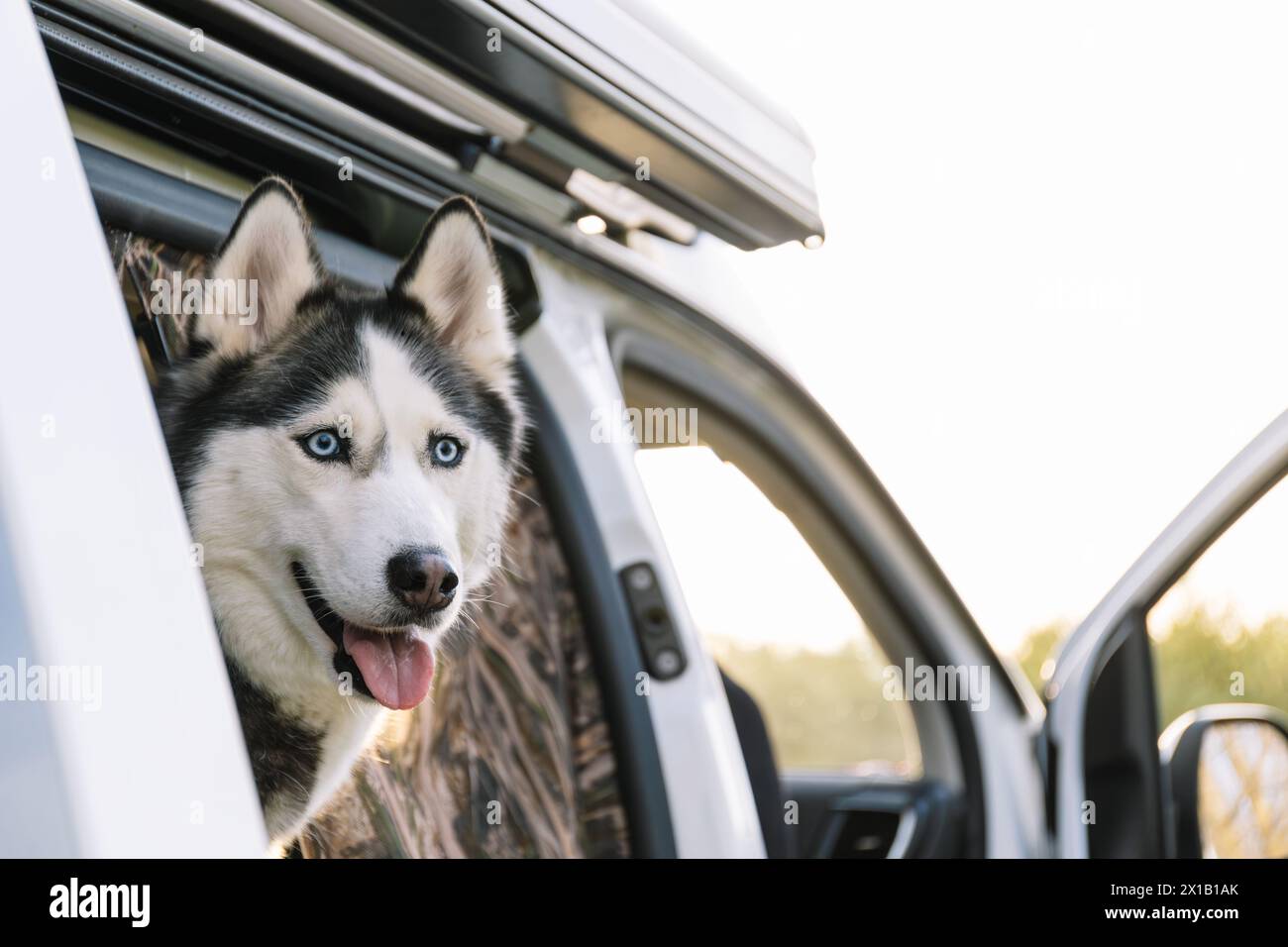 Horizontal photo a husky with striking blue eyes eagerly peeks out from ...