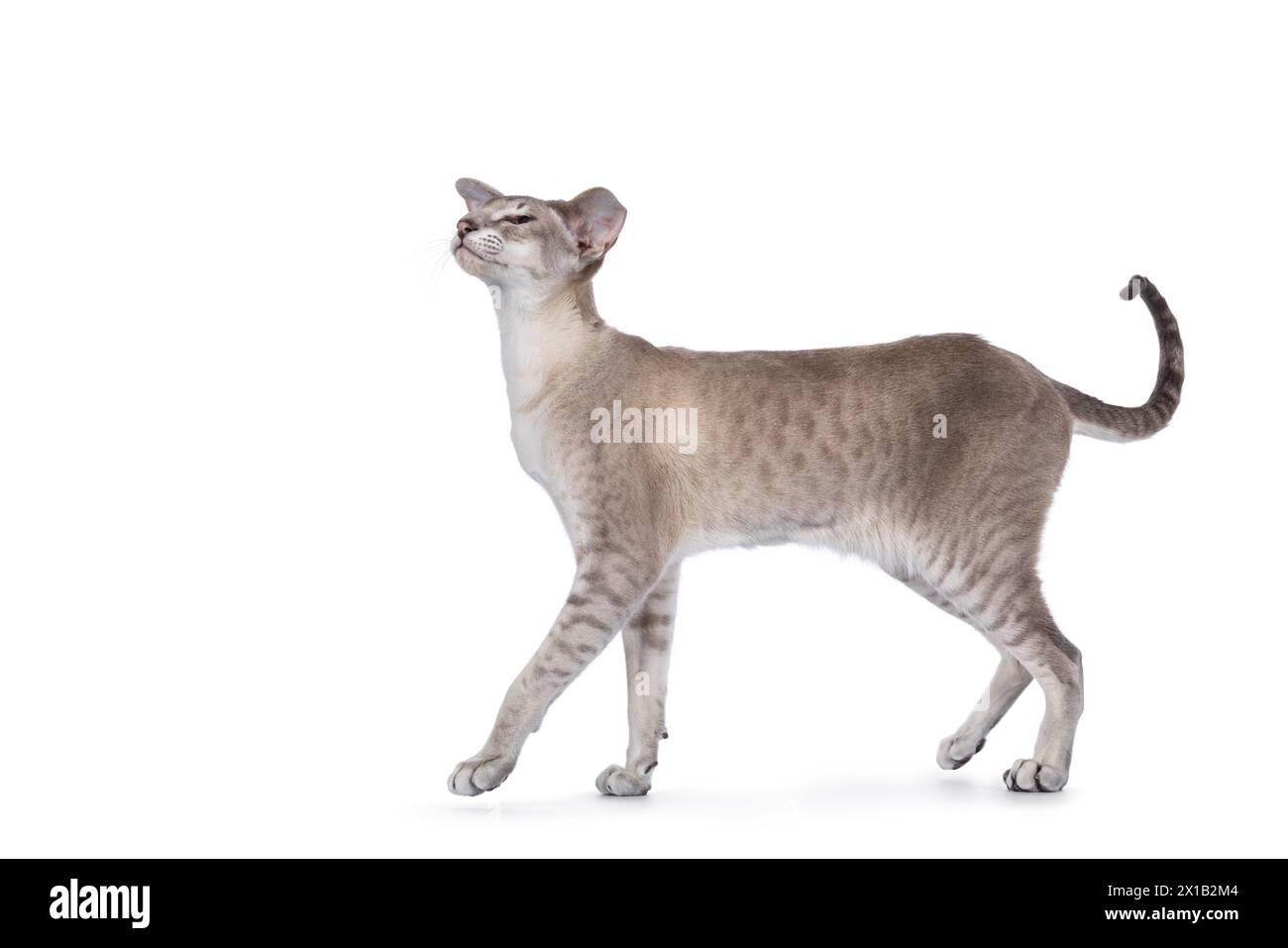 Elegant young adult Siamese cat, walking side ways. Looking up and away ...