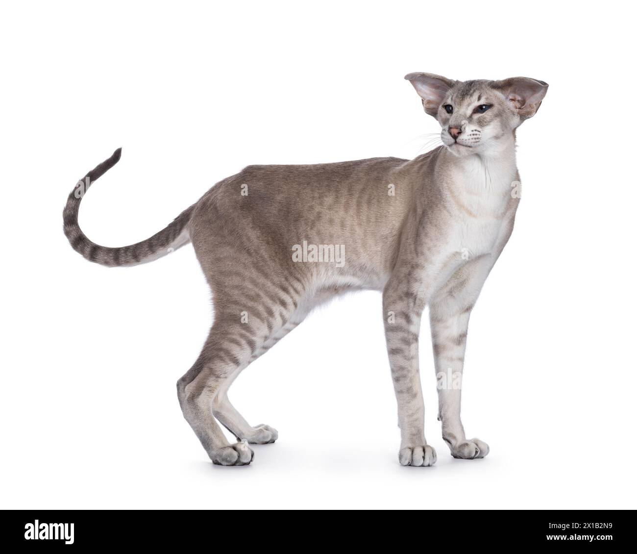 Elegant young adult Siamese cat, standing side ways. Looking beside and ...