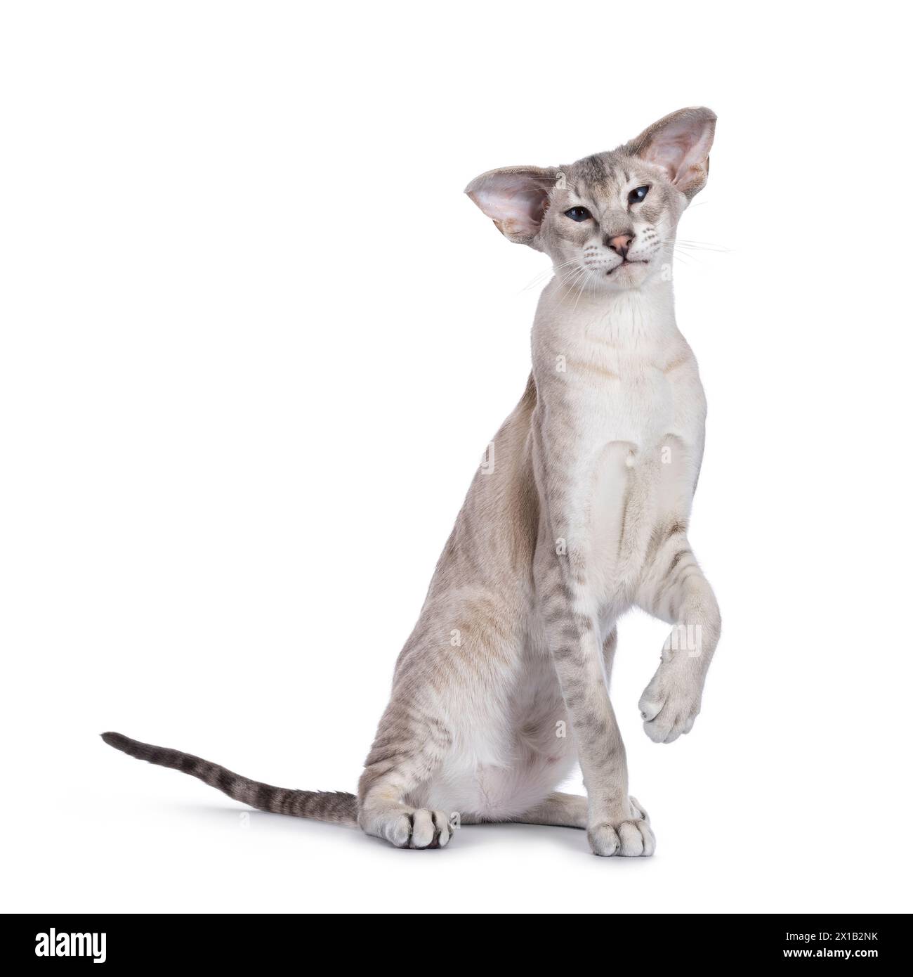 Elegant young adult Siamese cat, sitting up facing front with one paw ...