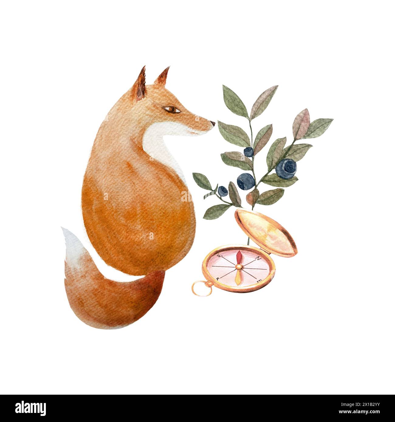 Fox and compass with a blueberry twig watercolor illustration isolated ...