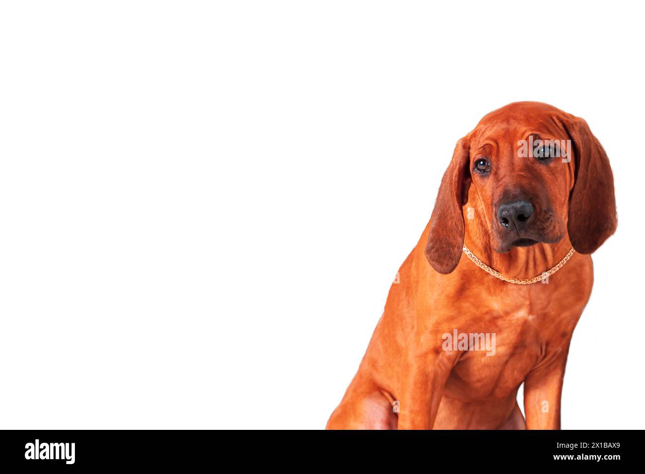 Funny Rhodesian Ridgeback puppy. Isolated on white, copy space. Can be ...
