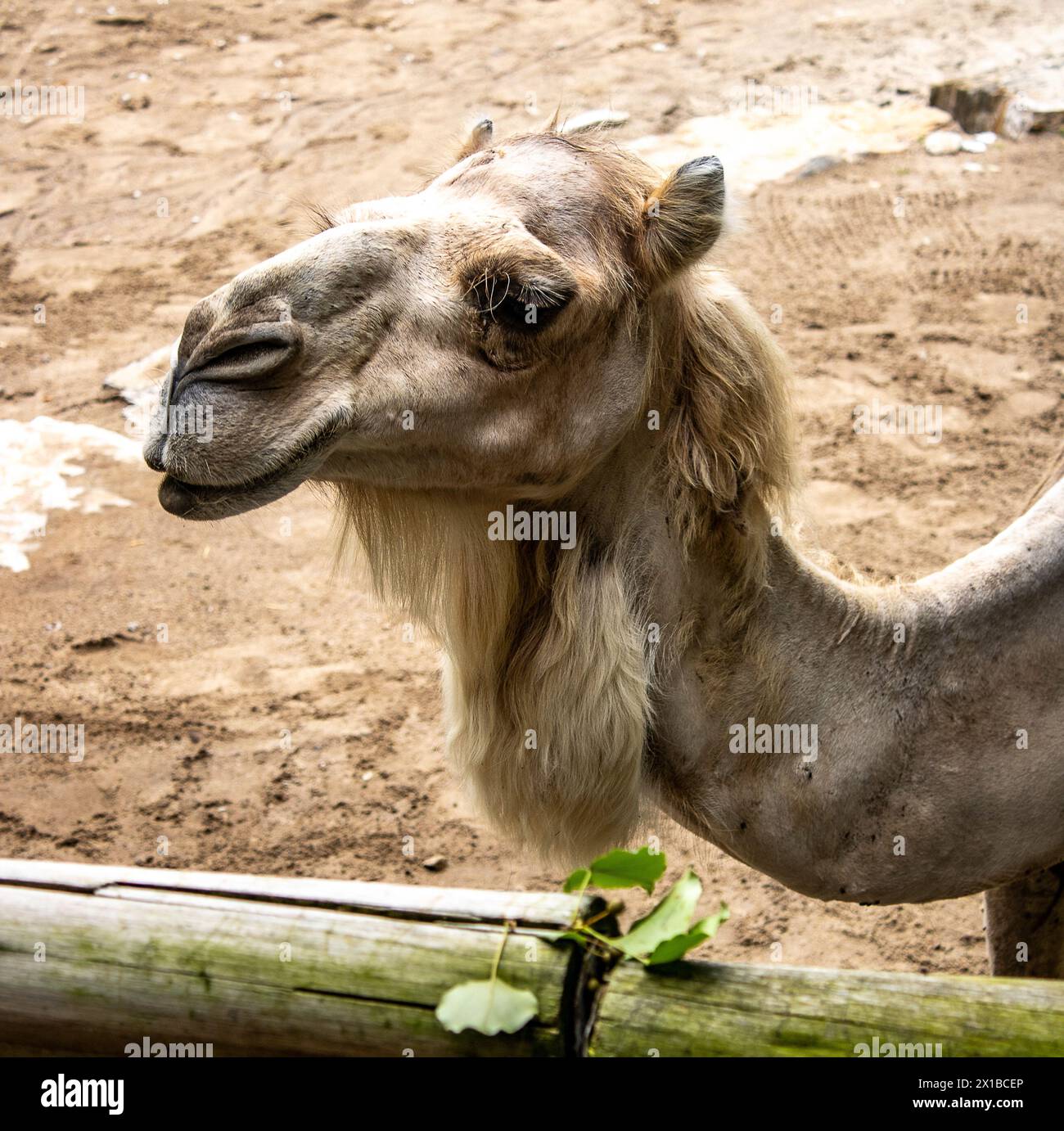 Exploring the wonders of the animal kingdom at the zoo Stock Photo - Alamy
