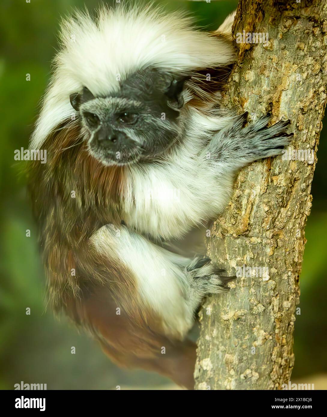 Wonders of the animal kingdom hi-res stock photography and images - Alamy