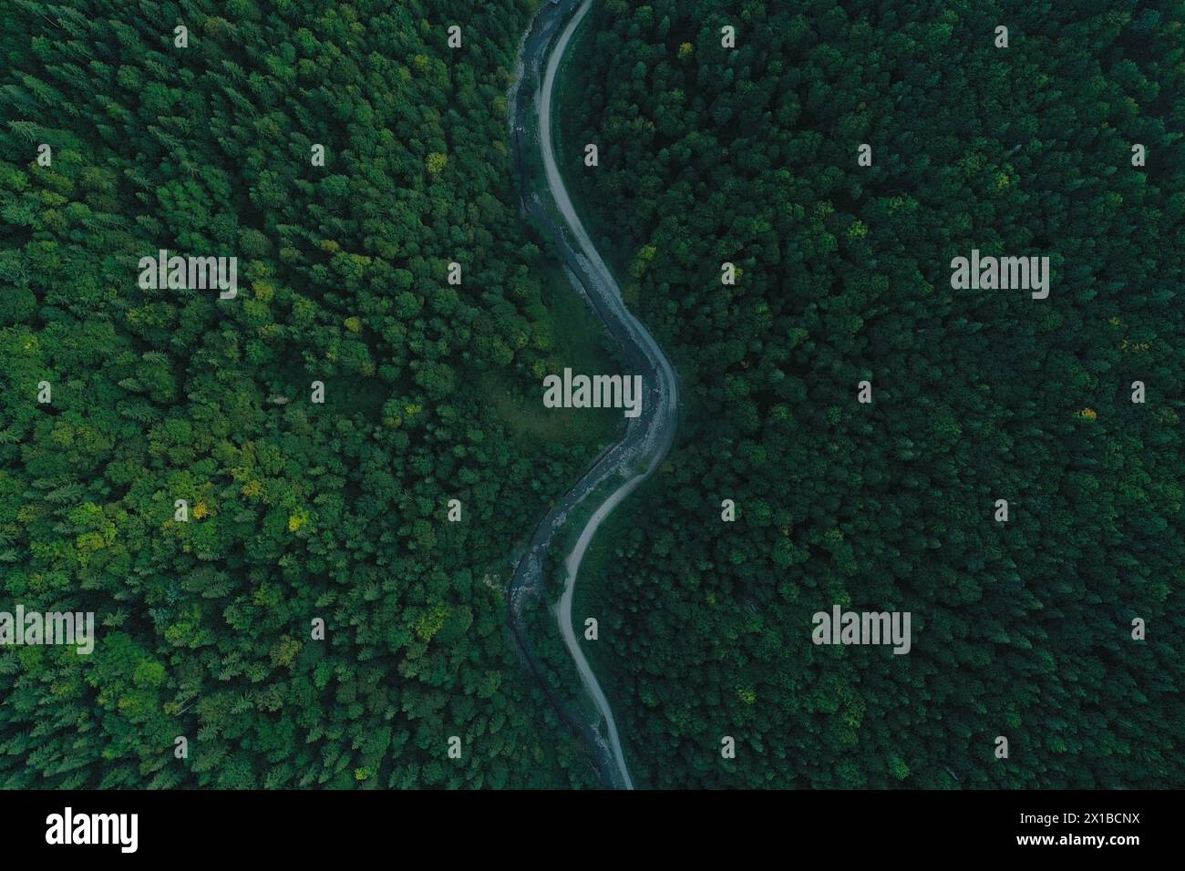 Road surrounded by forest hi-res stock photography and images - Alamy