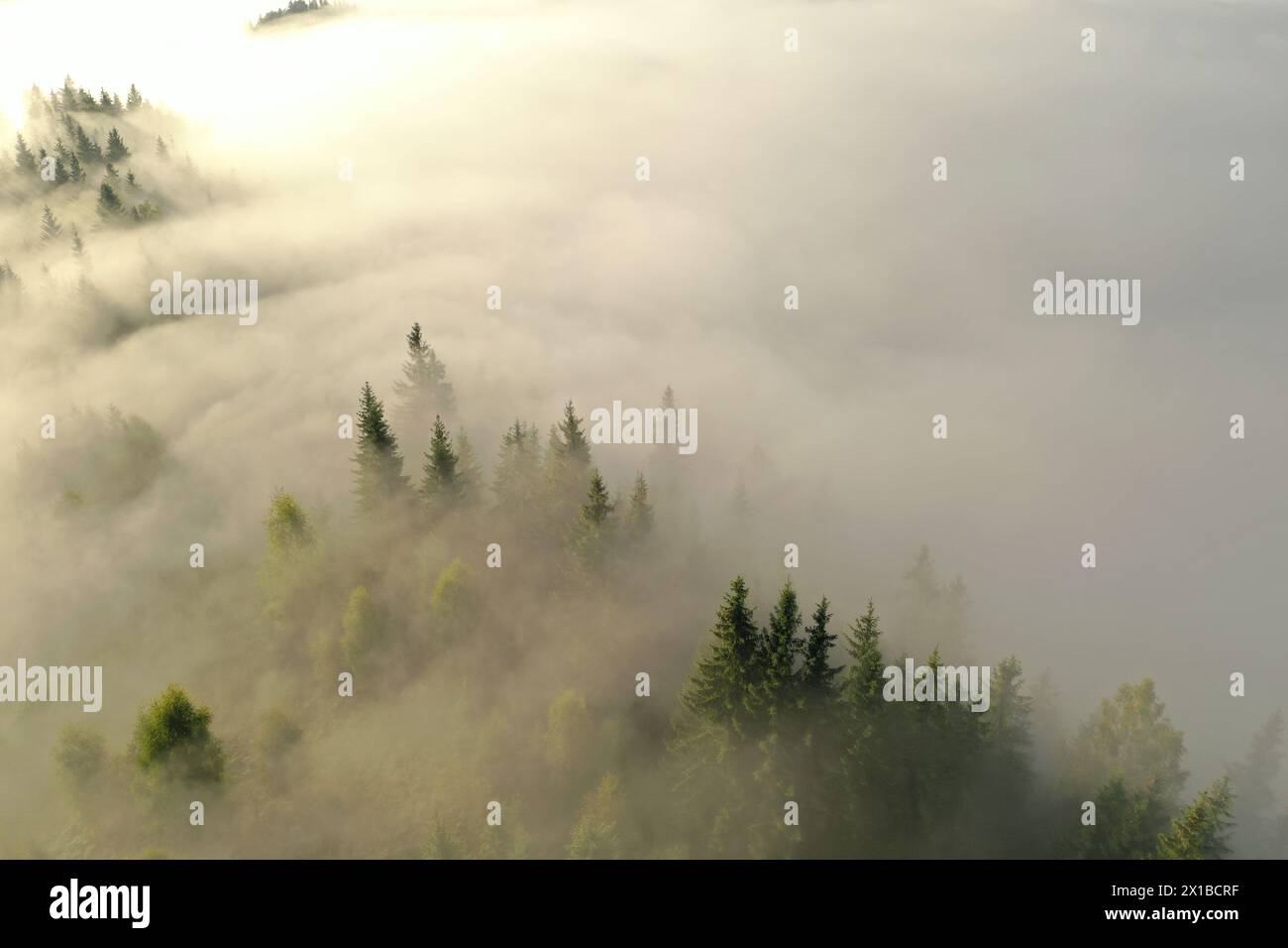 Thick wild forest aerial view hi-res stock photography and images - Alamy