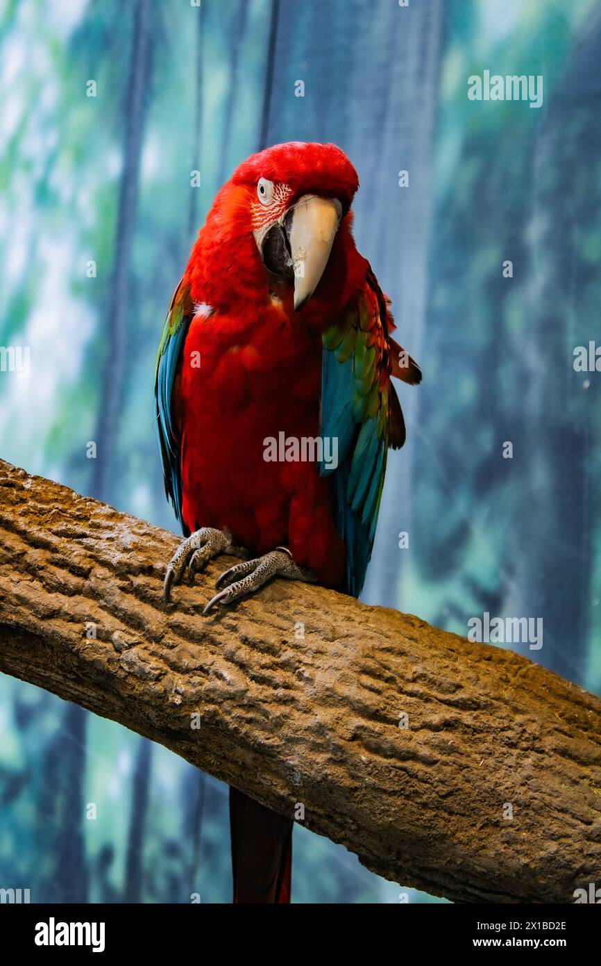 Exploring the wonders of the animal kingdom at the zoo Stock Photo - Alamy