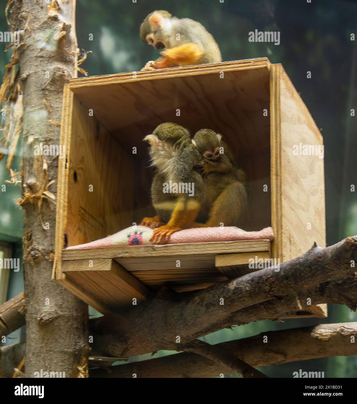 Exploring the wonders of the animal kingdom at the zoo Stock Photo - Alamy