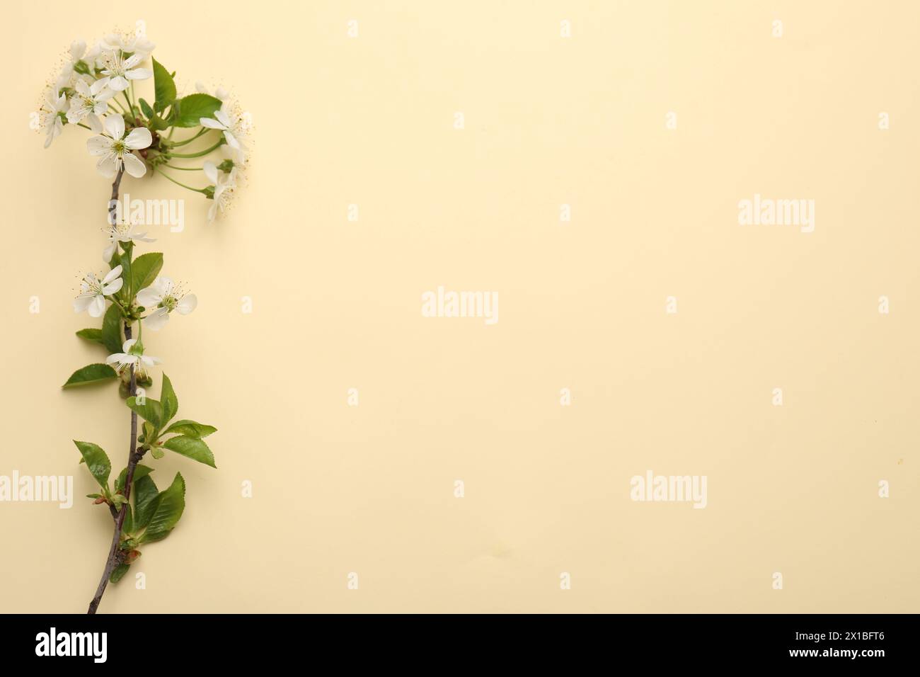 Pear tree top view hi-res stock photography and images - Alamy