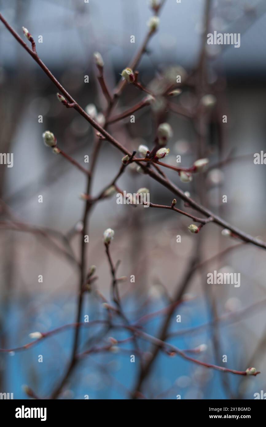 Green leaves under rain hi-res stock photography and images - Alamy