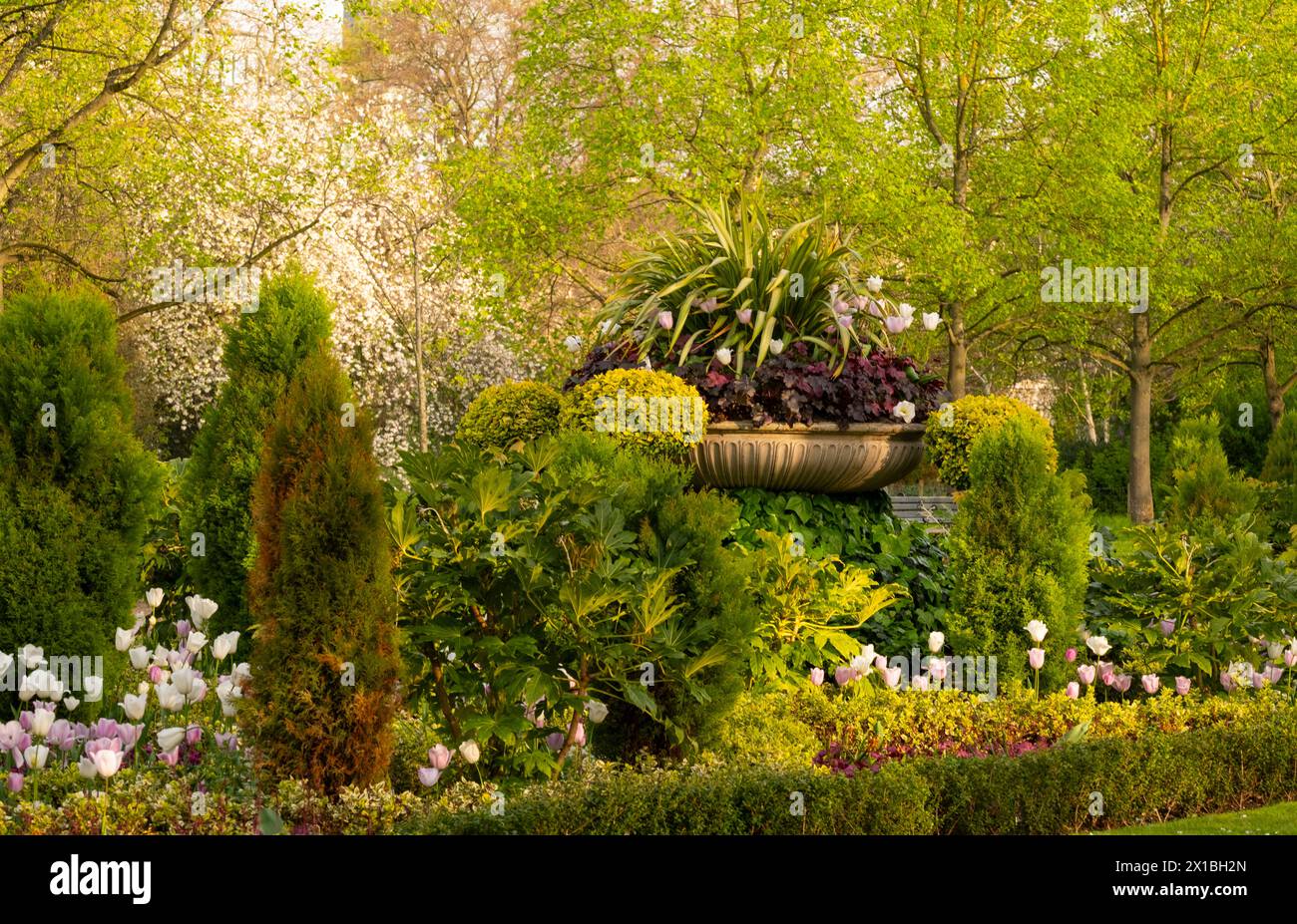 A stone urn planted with Heuchera, Tulipa and Phormium tenax - Common ...