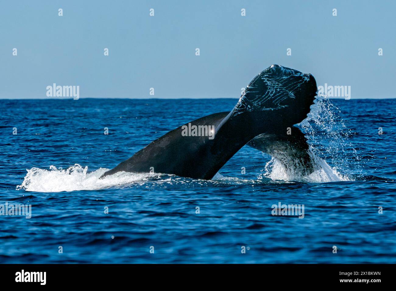 A damaged tail humpback whale in pacific ocean baja california sur ...