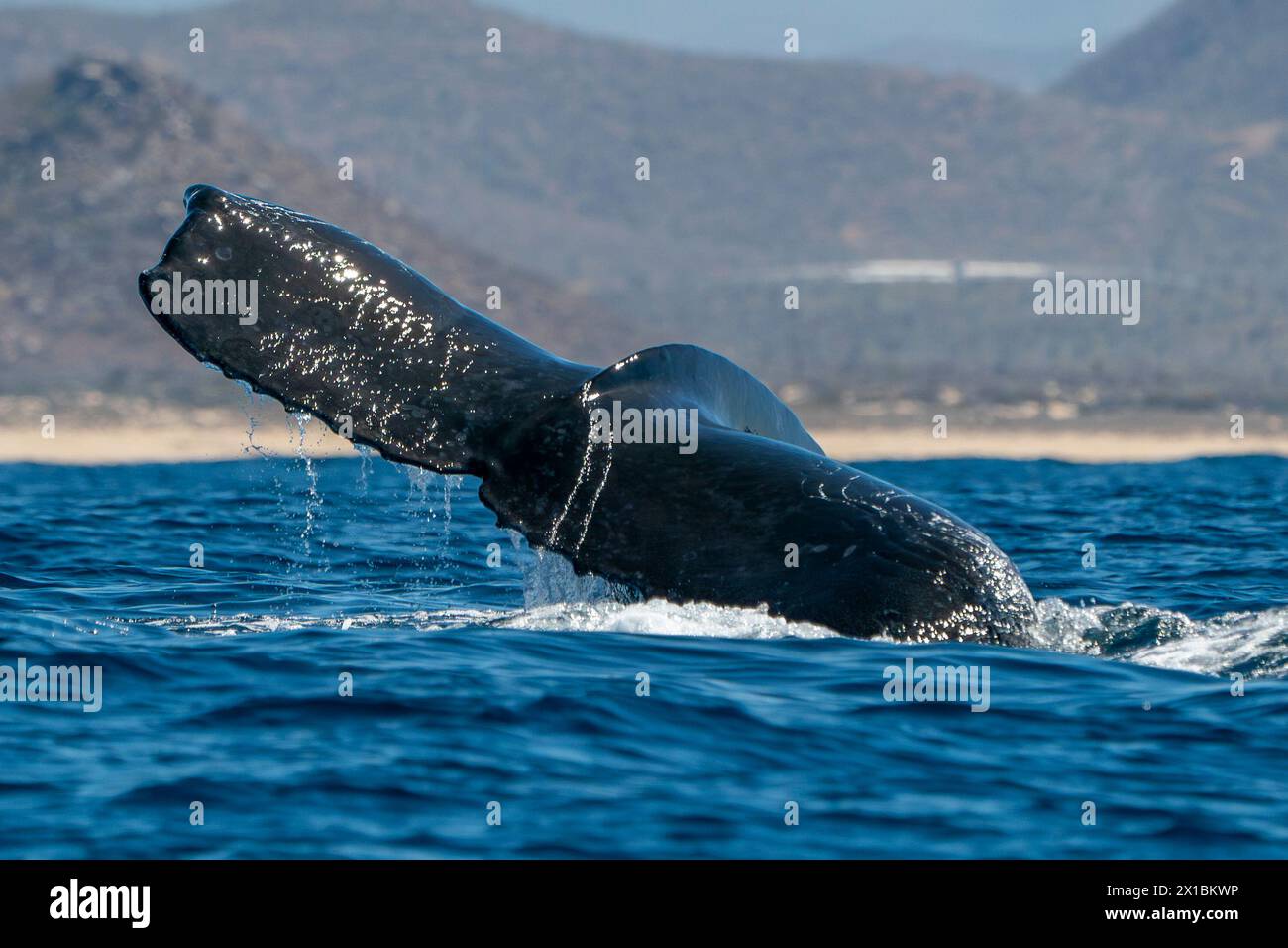 A damaged tail humpback whale in pacific ocean baja california sur ...
