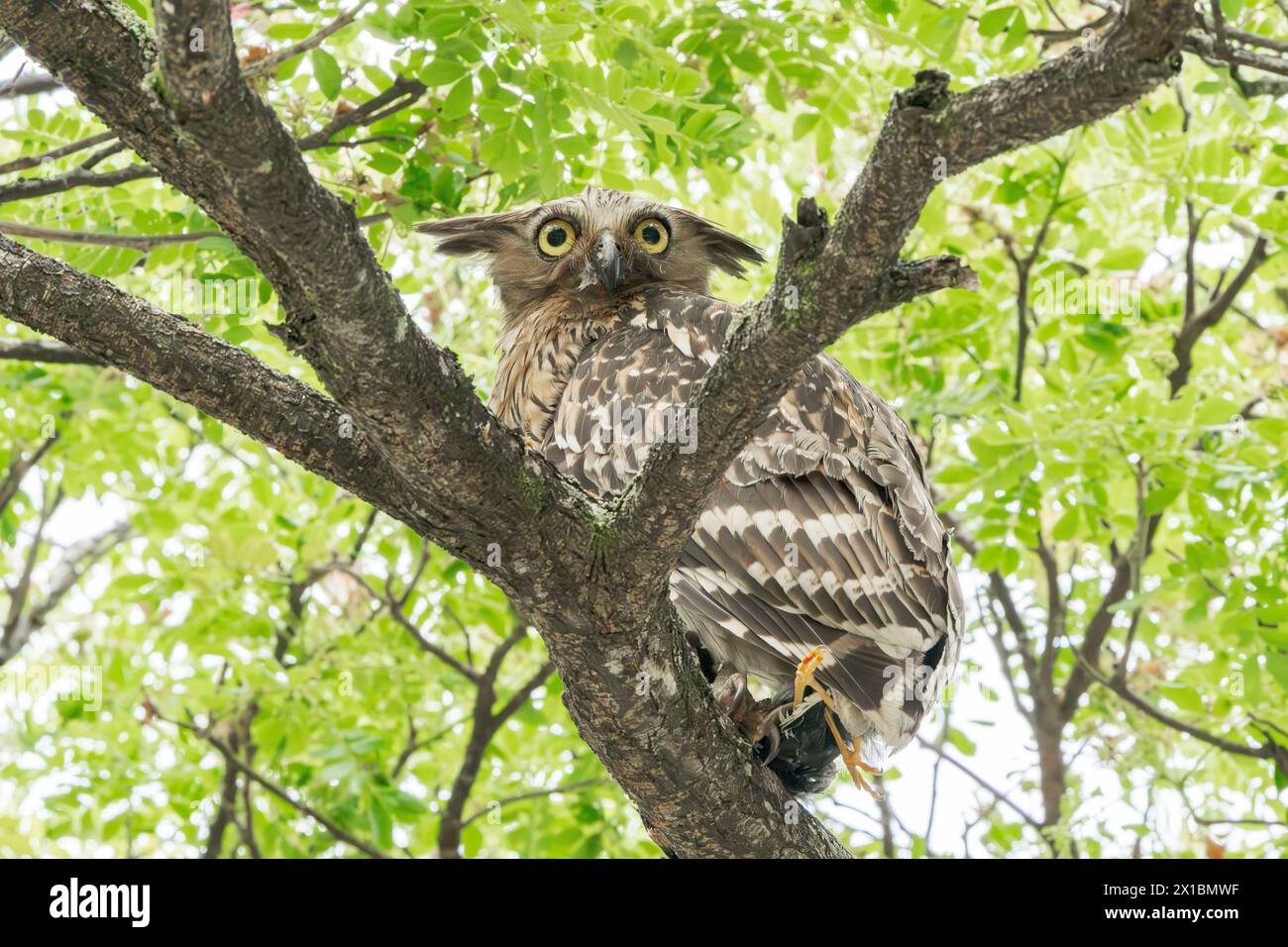 buffy fish owl, Ketupa ketupu, single adult perched in tree, Pasir Ris ...