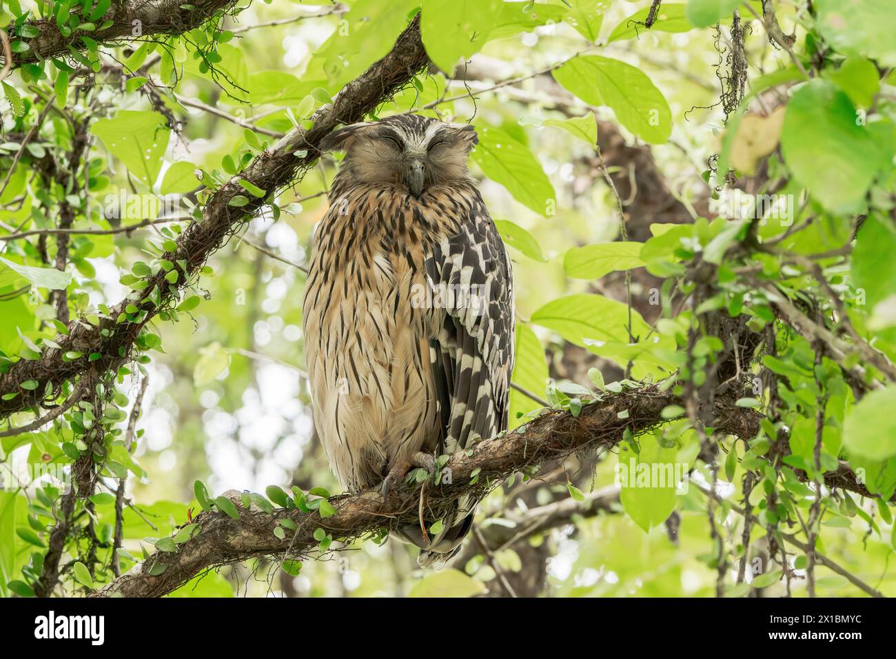 buffy fish owl, Ketupa ketupu, single adult perched in tree, Pasir Ris ...
