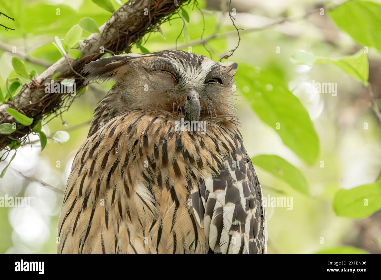 buffy fish owl, Ketupa ketupu, close up of single adult perched in tree ...