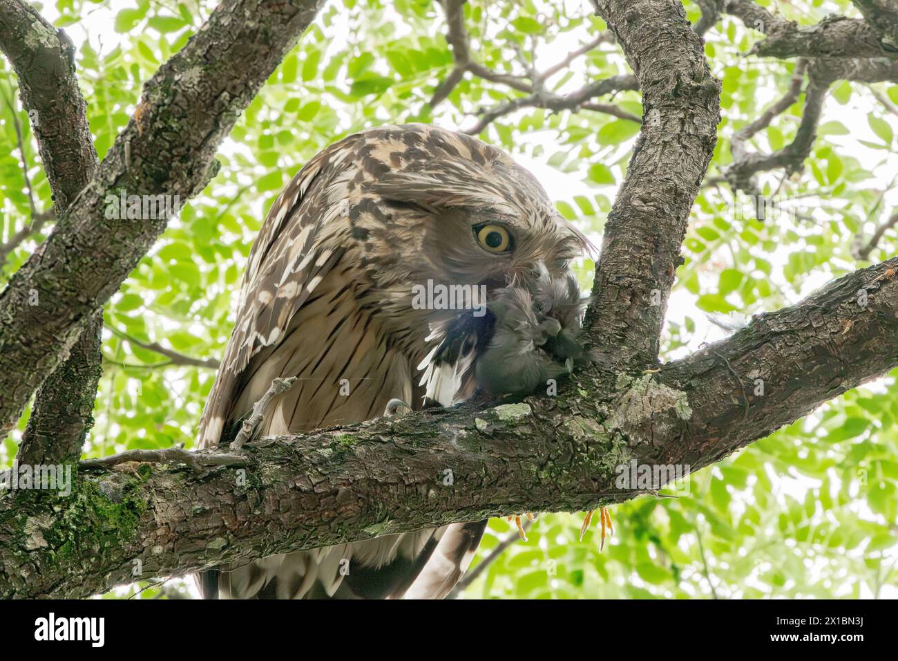 buffy fish owl, Ketupa ketupu, single adult feeding on prey while ...
