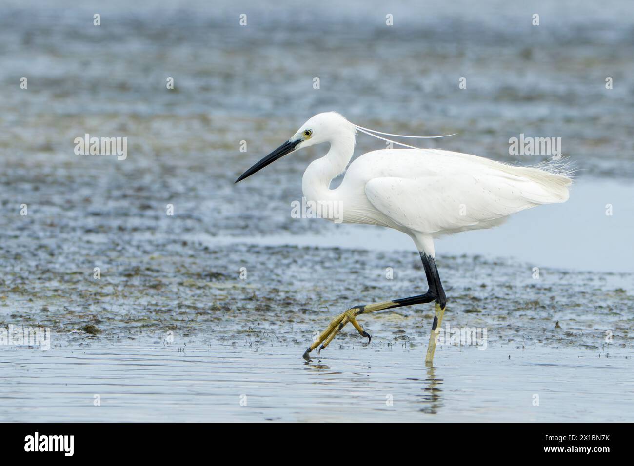 little egret, Egretta garzetta, single adult wading in shallow water ...