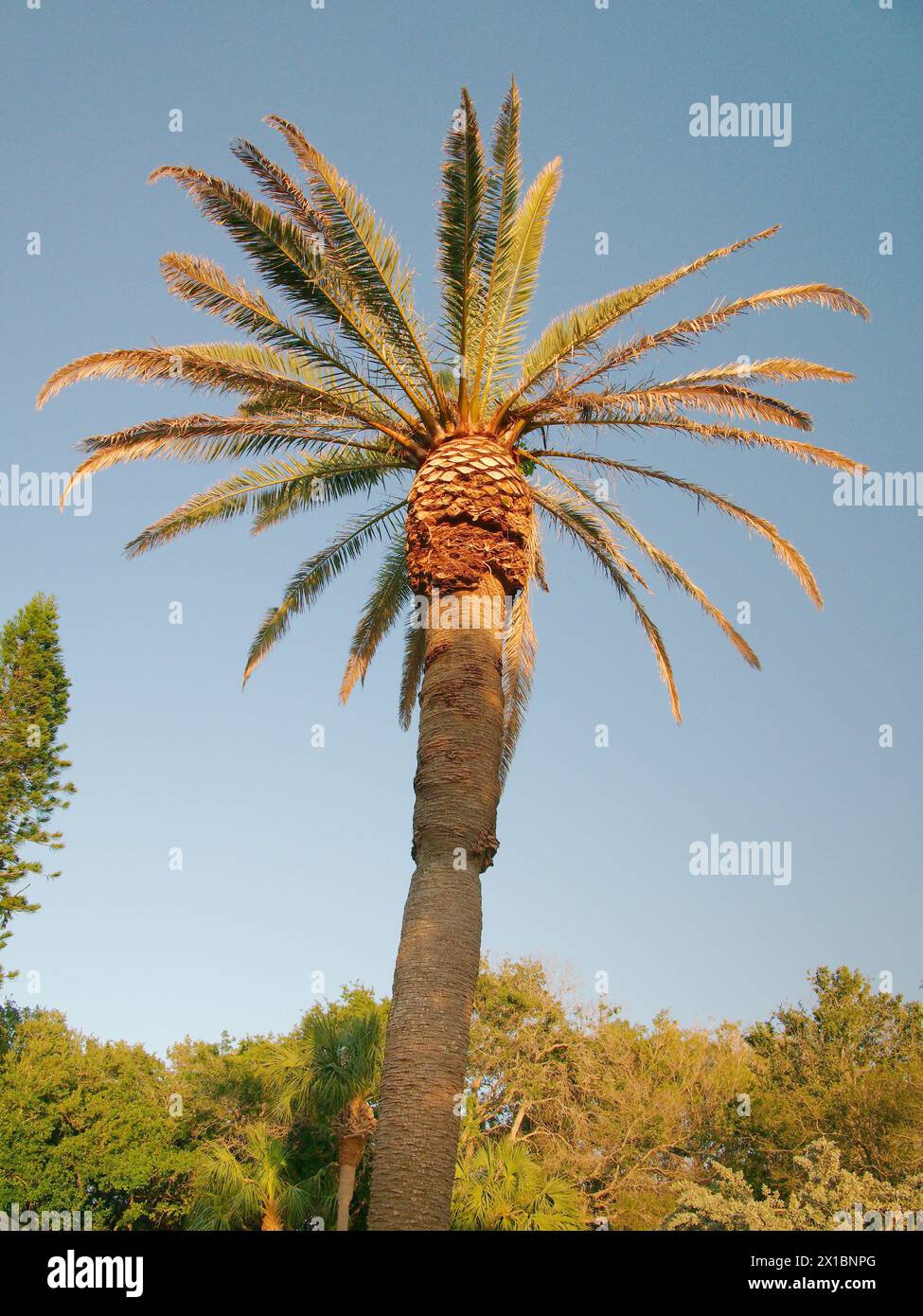 Vertical View up to a palm tree with sunlight and a blue sky background ...