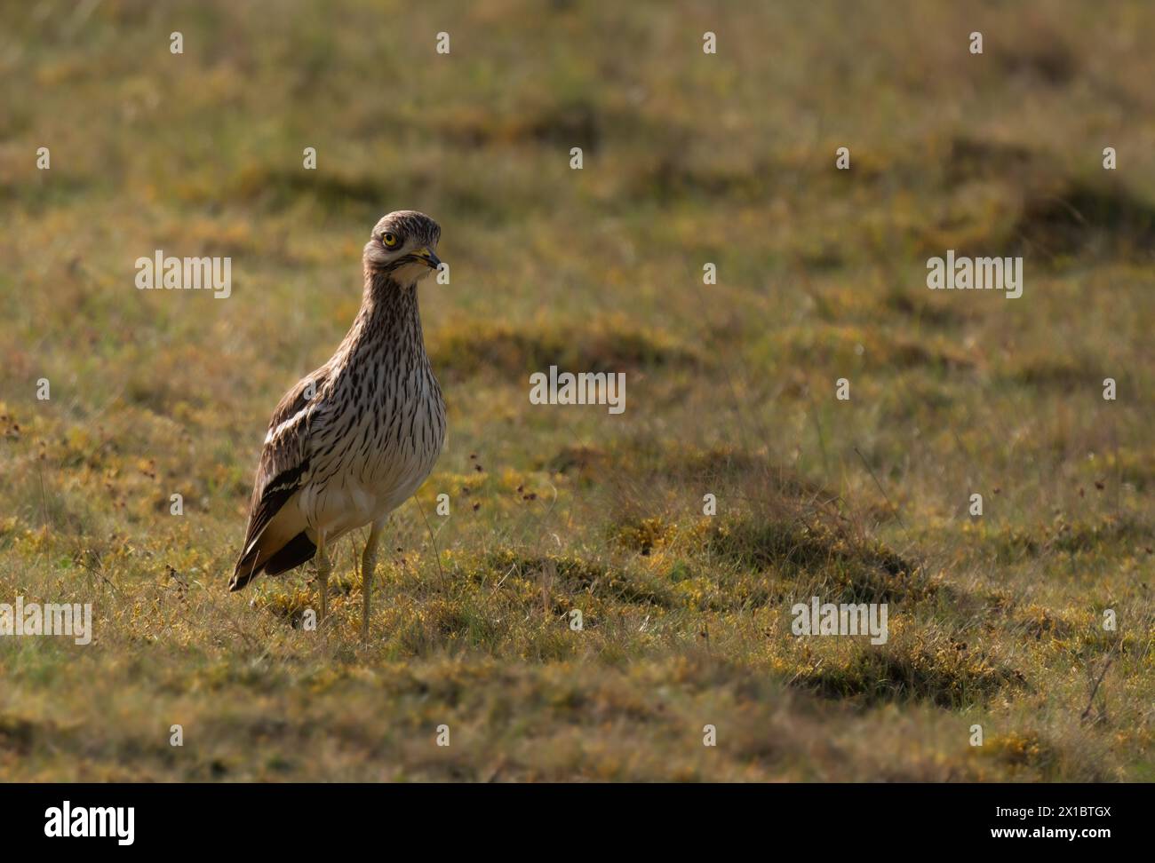 Stone-curlew in early morning sunlight, Weeting heath, Norfolk Stock ...
