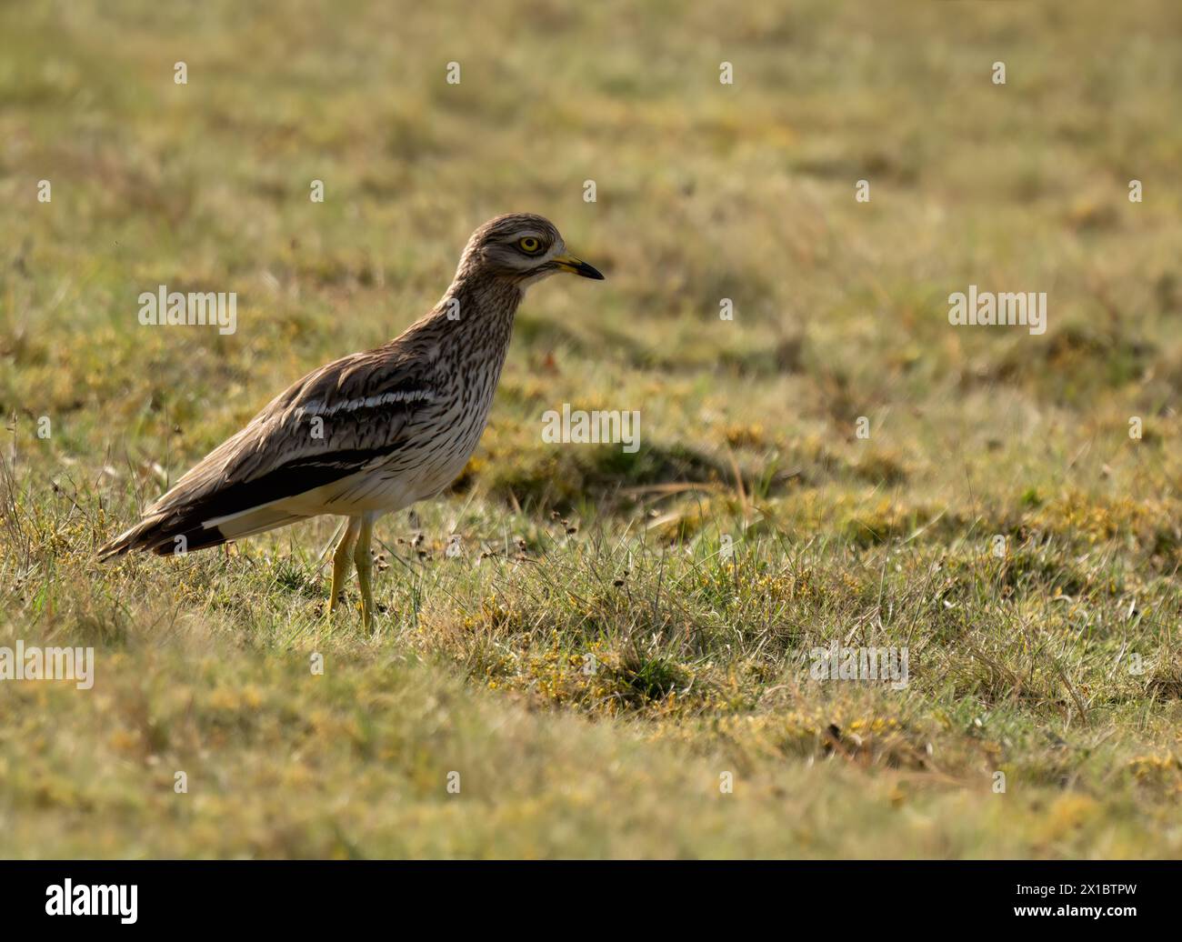 Stone-curlew in early morning sunlight, Weeting heath, Norfolk Stock ...