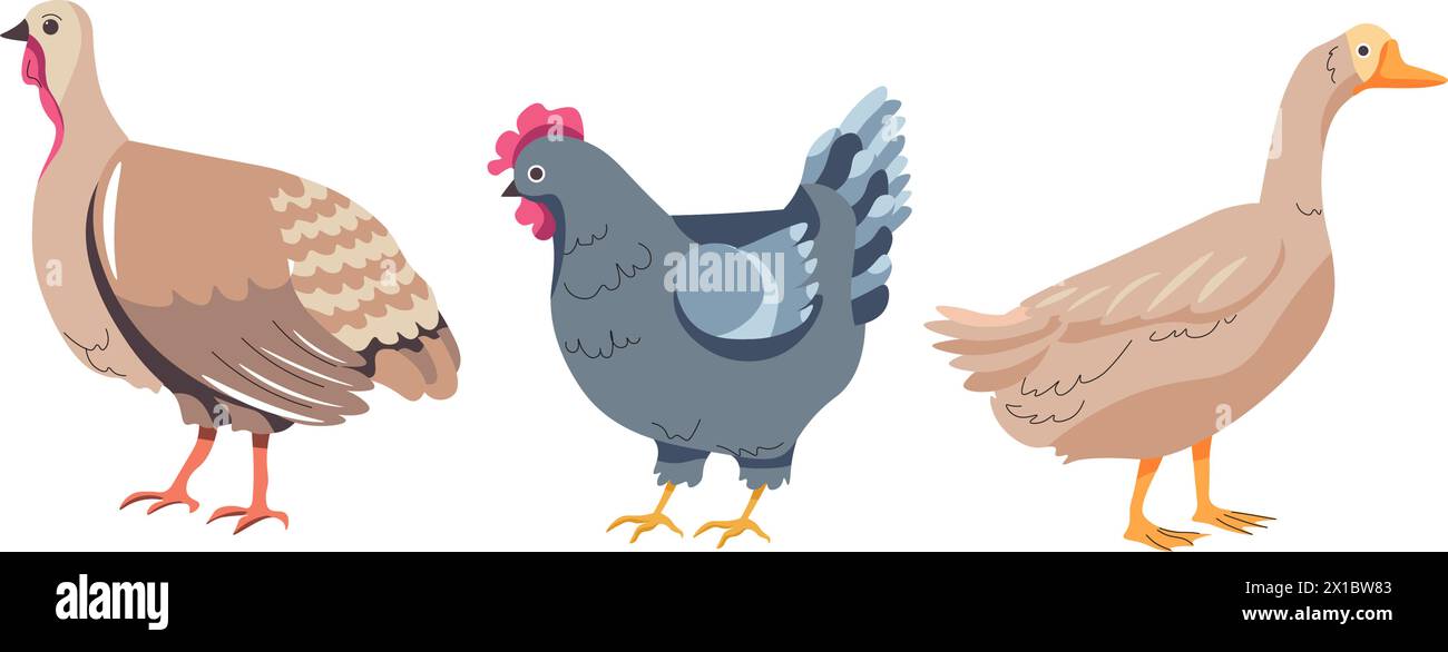Domestic Poultry Vector Illustration Stock Vector Image & Art - Alamy
