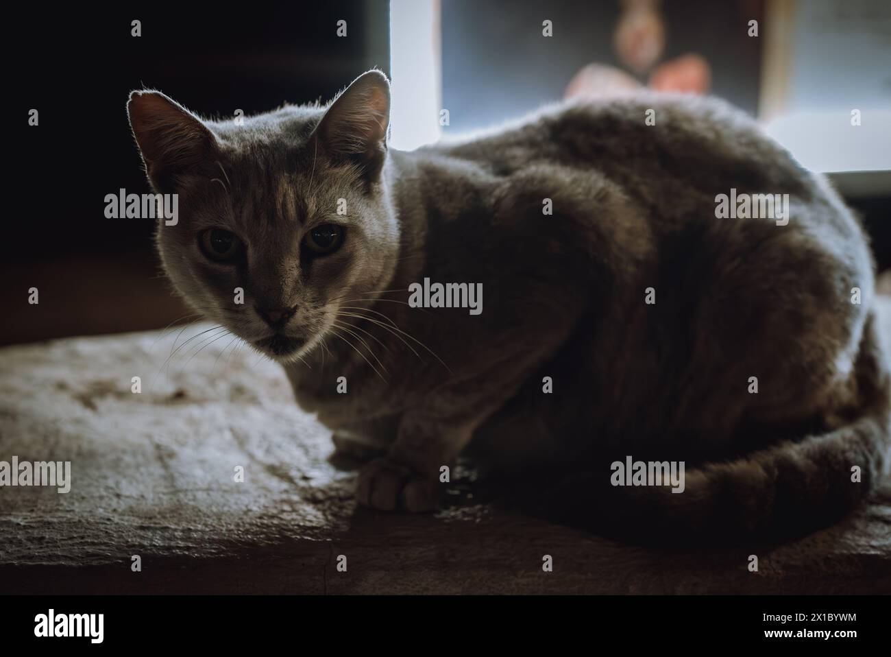 Homeless cat in athens hi-res stock photography and images - Alamy