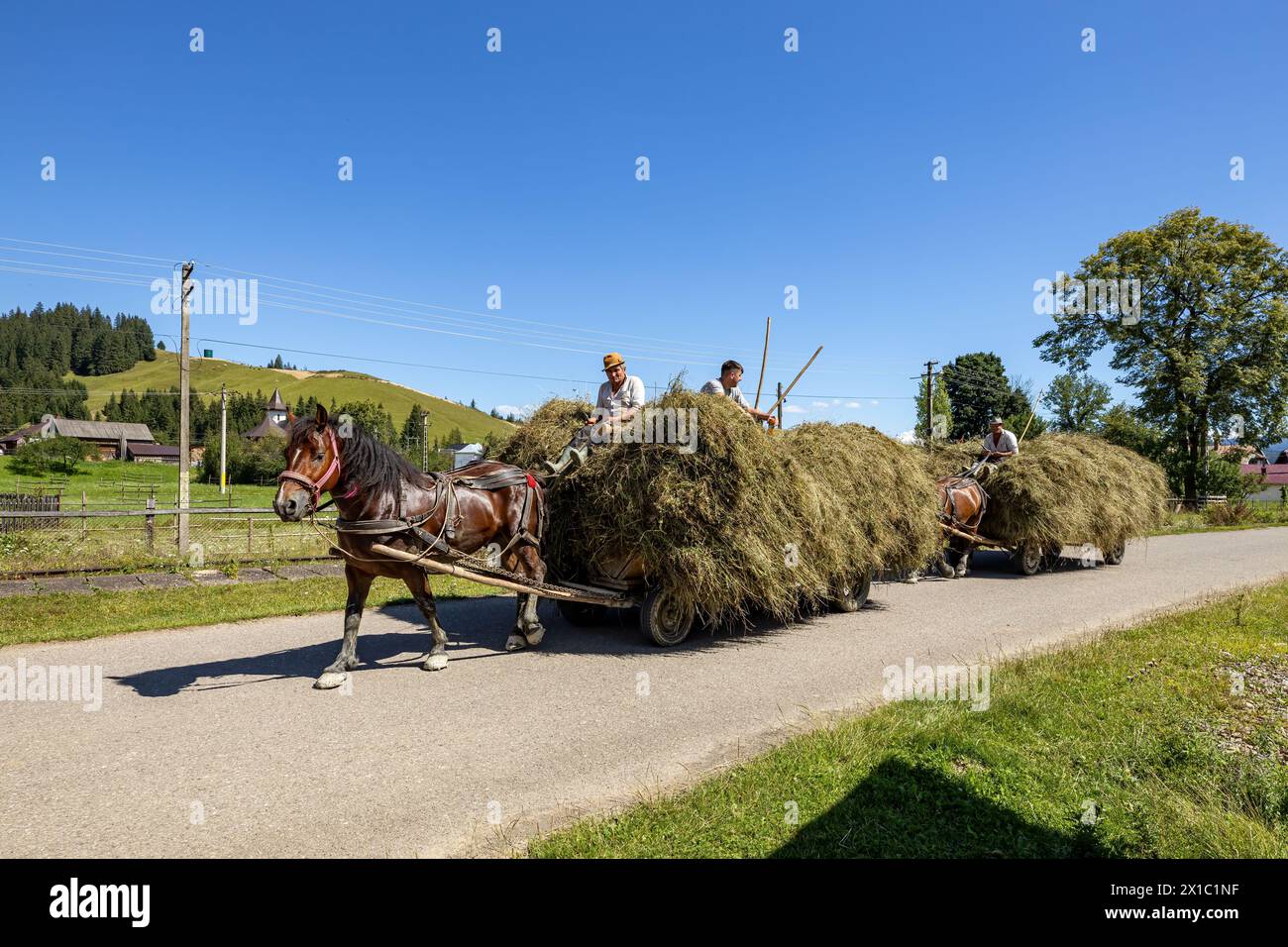 Hay harvest with a horse drawn cart in romania Stock Photo - Alamy