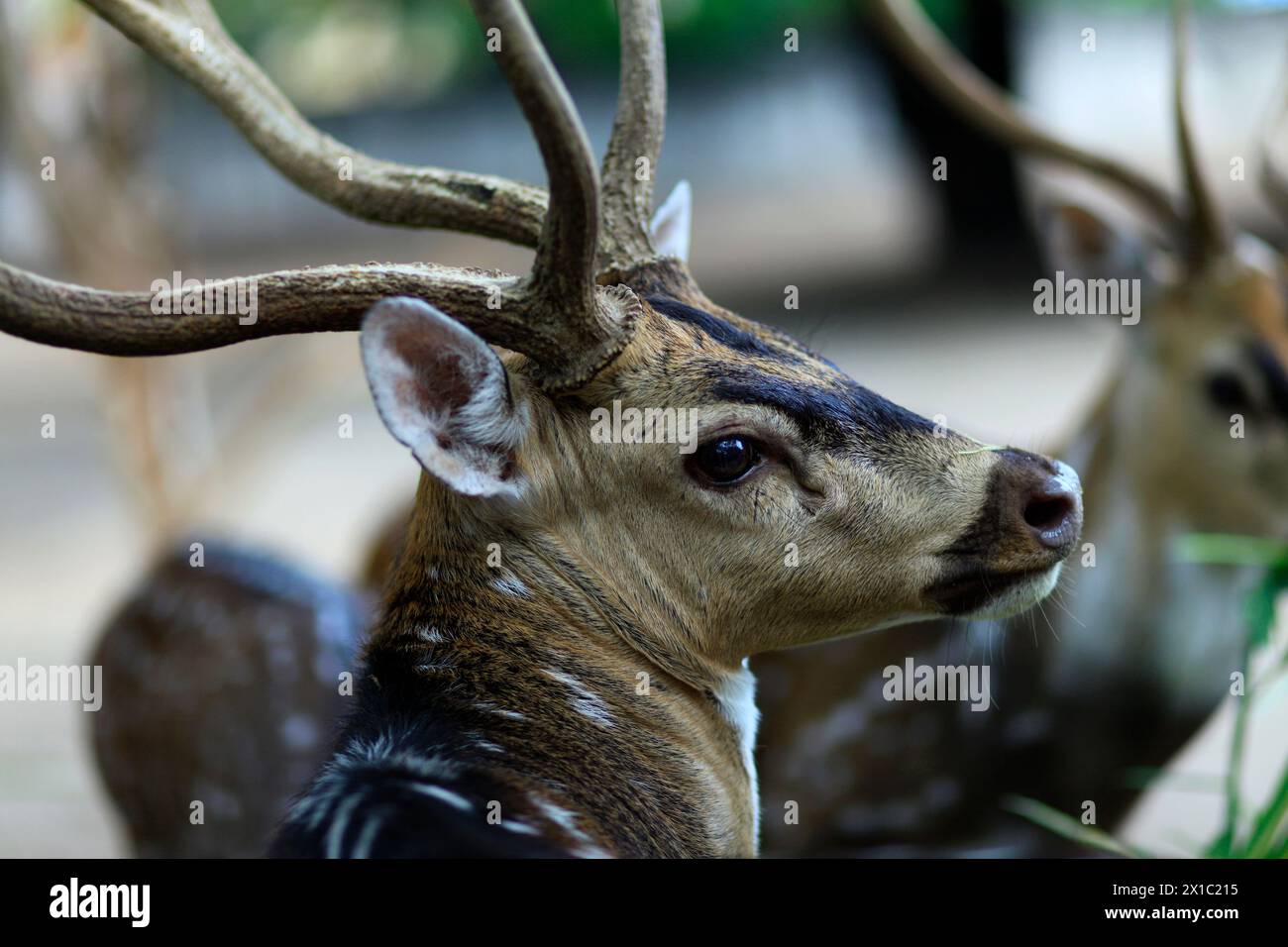 The head of a male spotted deer (Axis axis), a grass-eating mammal ...