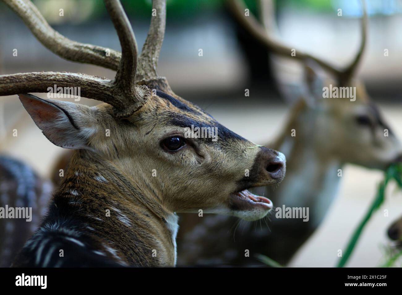The head of a male spotted deer (Axis axis), a grass-eating mammal ...