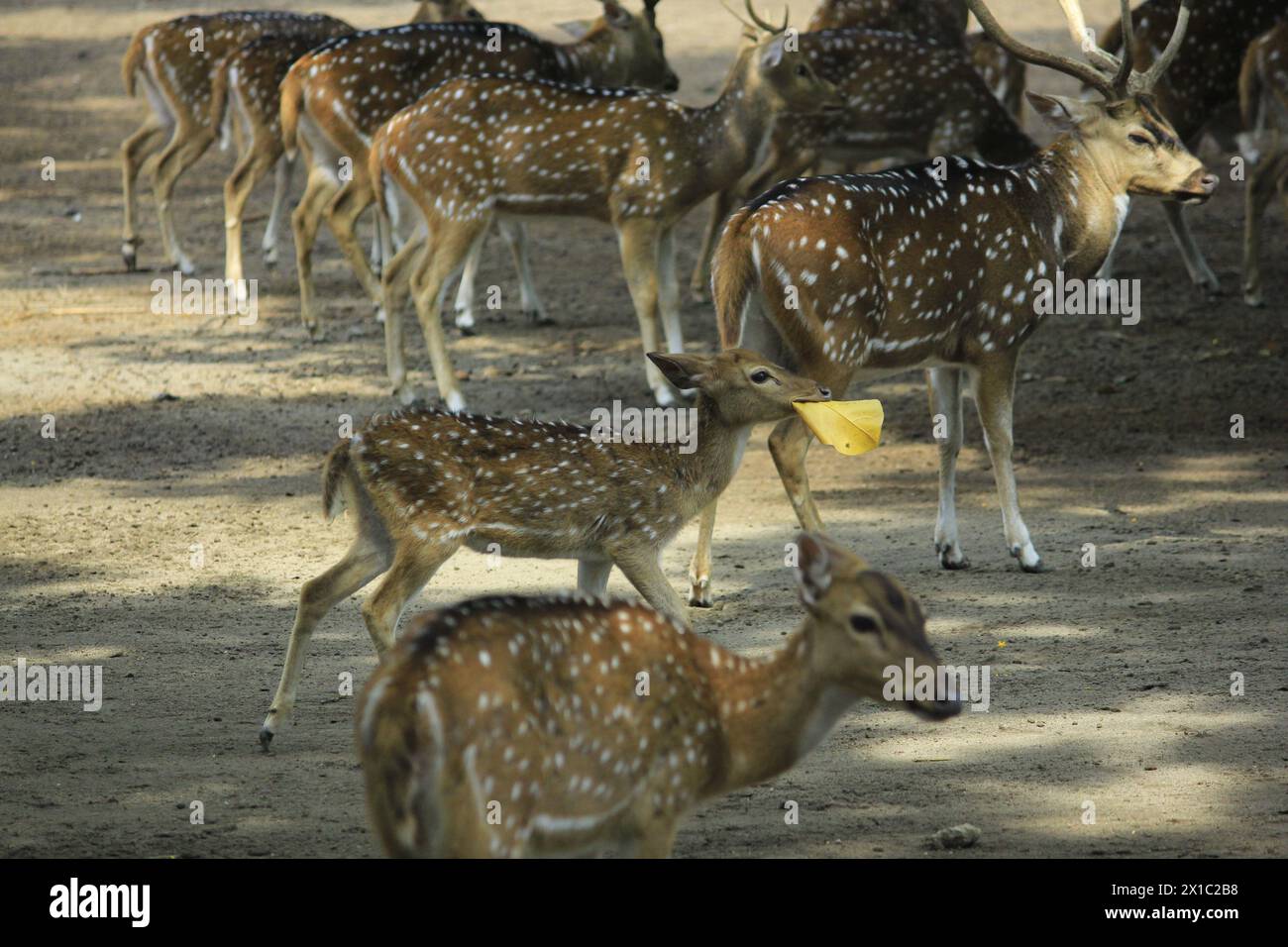 A spotted deer (Axis axis) calf nibbles on dry leaves among a herd of ...