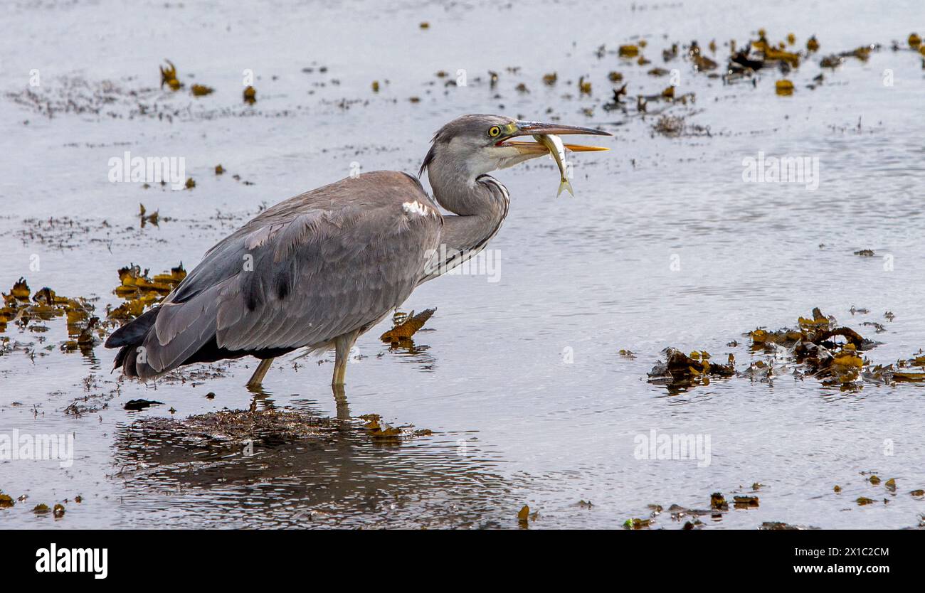 Juvenile Grey Heron Ardea cinerea in immature plumage fishing in ...