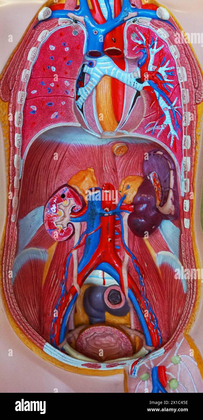 human body indoor model as very nice color background Stock Photo - Alamy