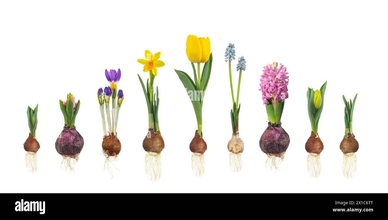 Hyacinth Bulb Growth Stages at Helen Leach blog
