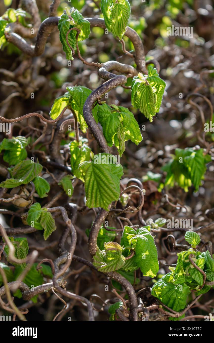 Twisted hazel tree in spring with wavy branches and growing foliage ...