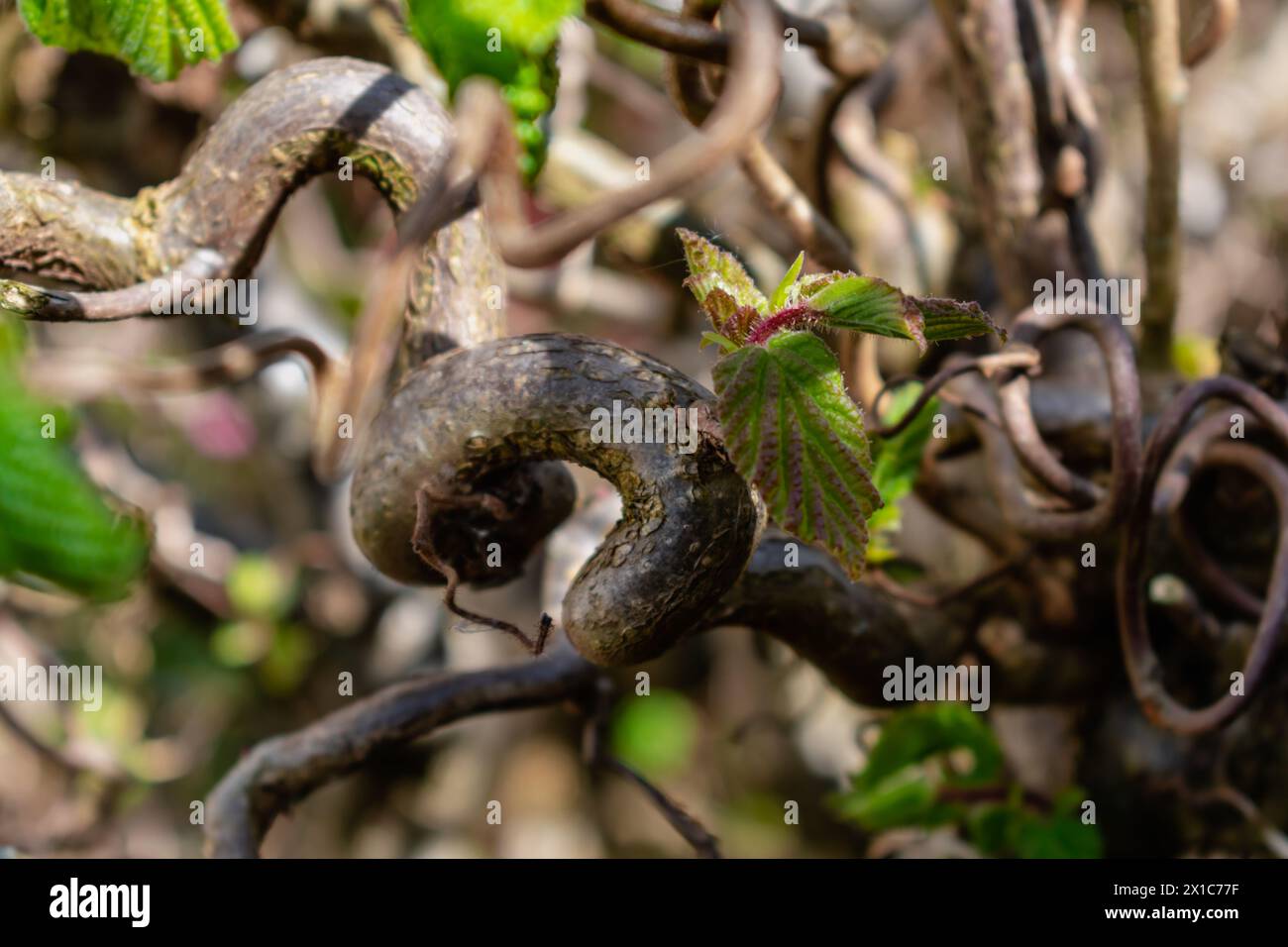 Twisted hazel tree in spring with wavy branches and growing foliage ...